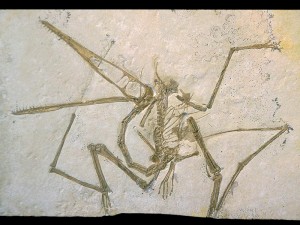 Fossil Focus: Pterosaurs – PALAEONTOLOGY[online]