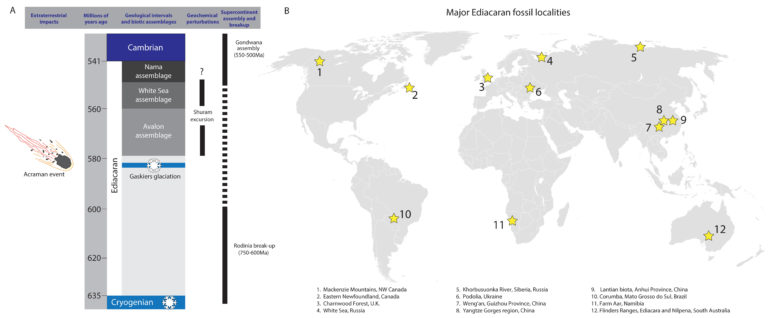Fossil Focus: The Ediacaran Biota – PALAEONTOLOGY[online]