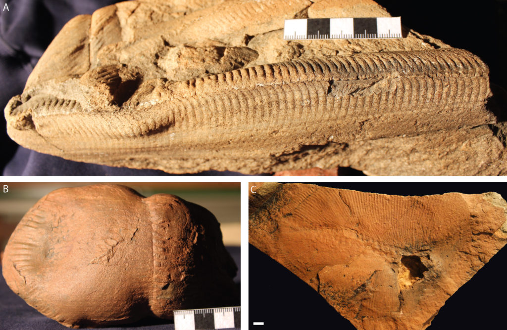 Fossil Focus: The Ediacaran Biota – PALAEONTOLOGY[online]