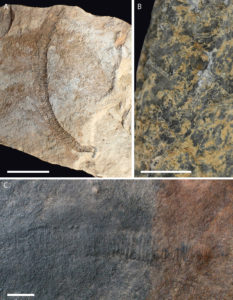 Fossil Focus: The Ediacaran Biota – PALAEONTOLOGY[online]