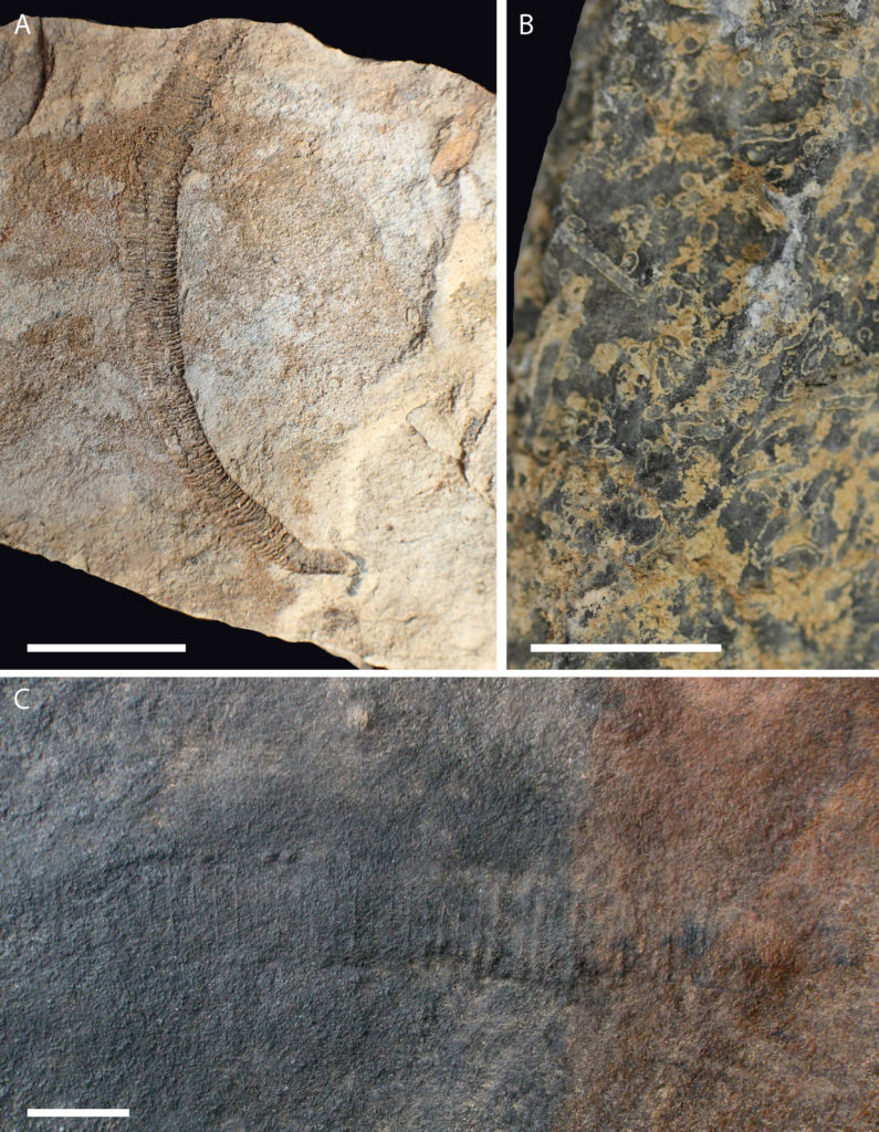 Fossil Focus: The Ediacaran Biota – PALAEONTOLOGY[online]