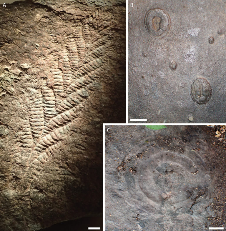 Fossil Focus: The Ediacaran Biota – PALAEONTOLOGY[online]