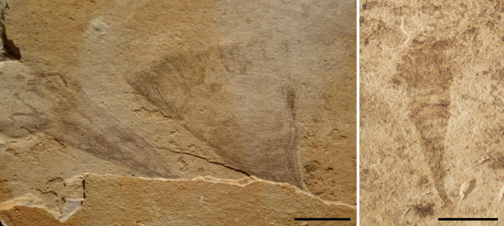 Fossil Focus: The Ediacaran Biota – PALAEONTOLOGY[online]