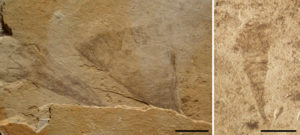 Fossil Focus: The Ediacaran Biota – PALAEONTOLOGY[online]