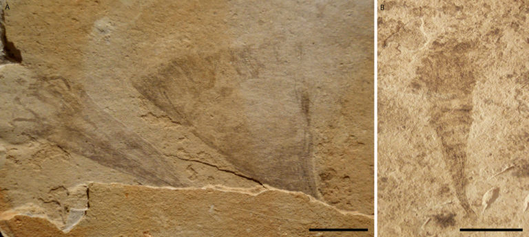 Fossil Focus: The Ediacaran Biota – PALAEONTOLOGY[online]