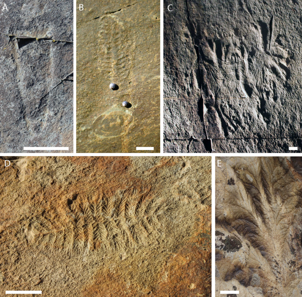 Fossil Focus: The Ediacaran Biota – PALAEONTOLOGY[online]