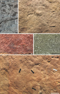Fossil Focus: The Ediacaran Biota – PALAEONTOLOGY[online]