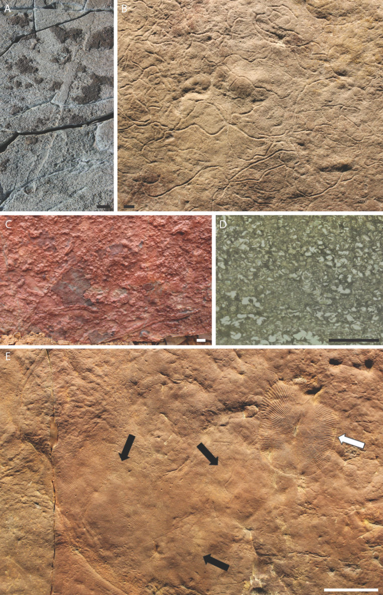 Fossil Focus: The Ediacaran Biota – PALAEONTOLOGY[online]