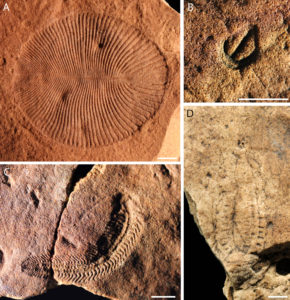 Fossil Focus: The Ediacaran Biota – PALAEONTOLOGY[online]