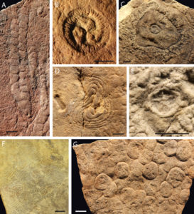 Fossil Focus: The Ediacaran Biota – PALAEONTOLOGY[online]