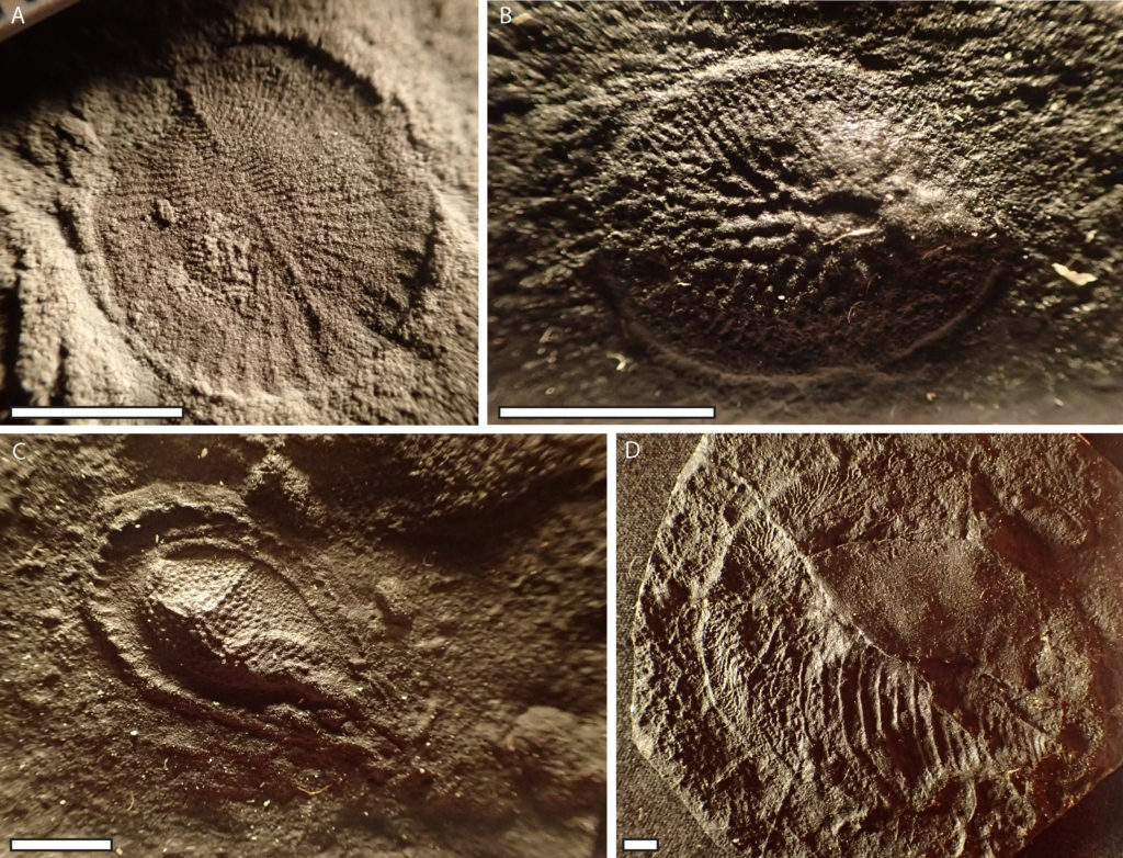 Fossil Focus: The Ediacaran Biota – PALAEONTOLOGY[online]