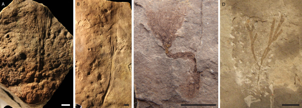 Fossil Focus: The Ediacaran Biota – PALAEONTOLOGY[online]