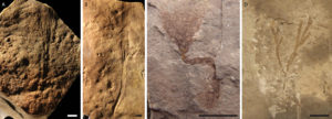 Fossil Focus: The Ediacaran Biota – PALAEONTOLOGY[online]