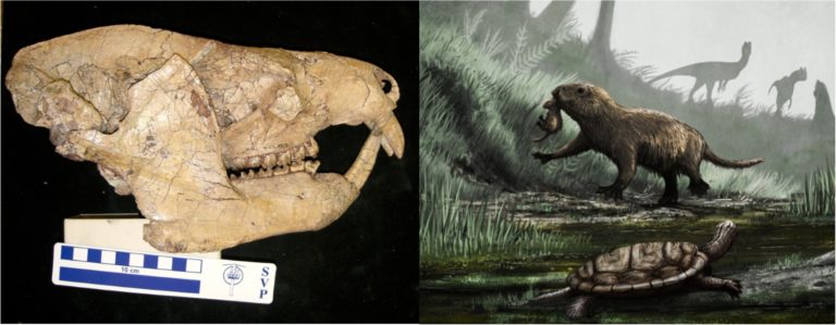 Fossil Focus: The First Mammals – PALAEONTOLOGY[online]