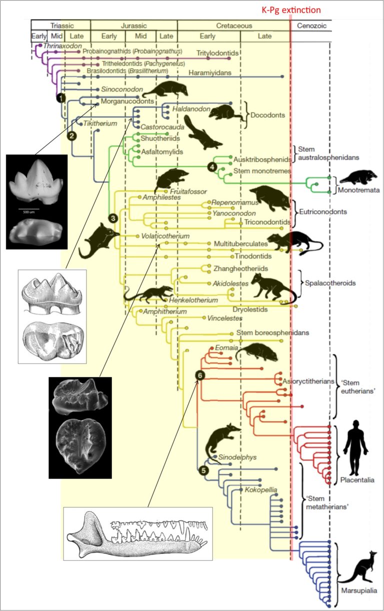 Fossil Focus: The First Mammals – PALAEONTOLOGY[online]