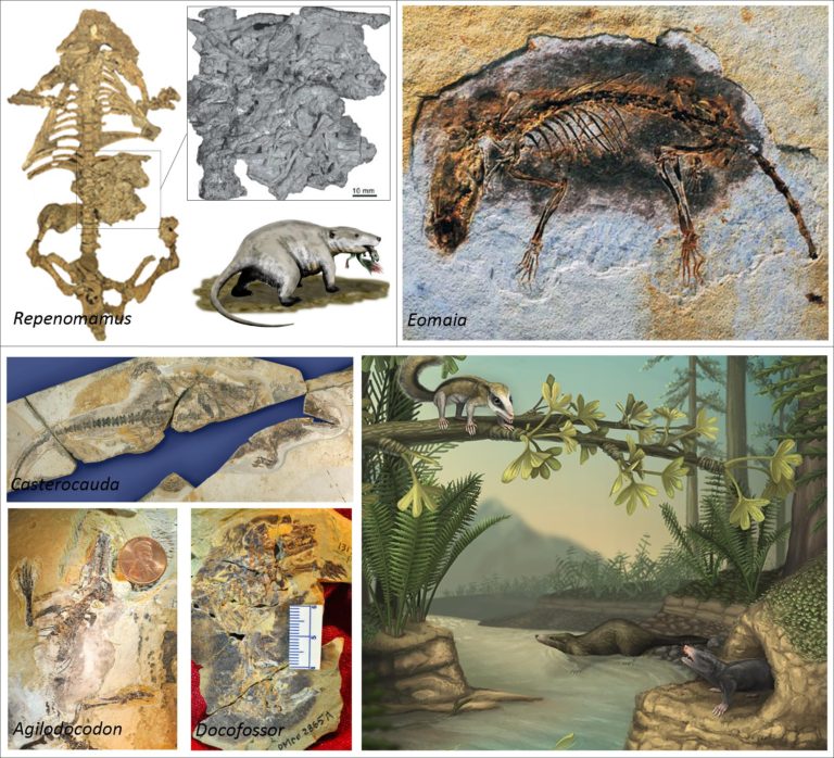 Fossil Focus: The First Mammals – PALAEONTOLOGY[online]