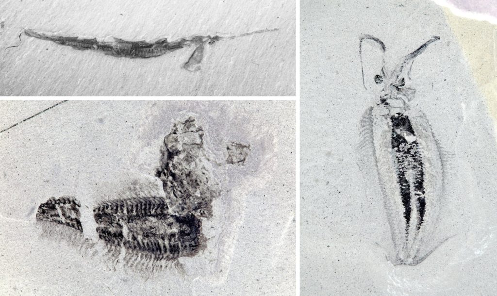 Fossil Focus: Hallucigenia and the evolution of animal body plans ...