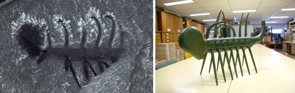 Fossil Focus: Hallucigenia and the evolution of animal body plans ...