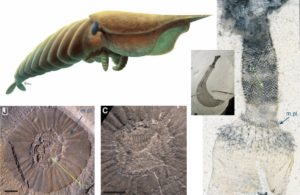 Fossil Focus: Hallucigenia and the evolution of animal body plans ...