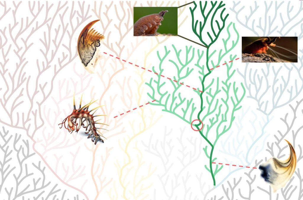 Fossil Focus: Hallucigenia and the evolution of animal body plans ...