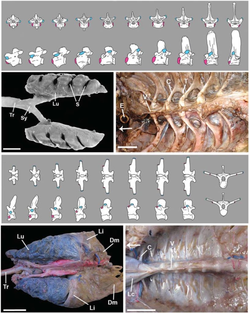 Fossil Focus: The Archosaur Respiratory System — Or — Breathing Life ...