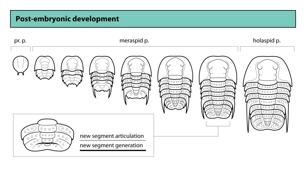 Patterns in Palaeontology: The development of trilobites ...