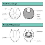 Patterns in Palaeontology: The development of trilobites ...