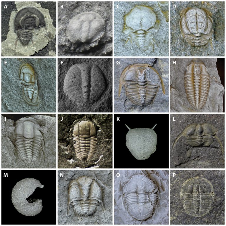 Patterns in Palaeontology: The development of trilobites ...