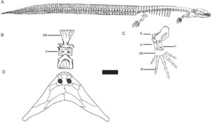Fossil Focus: The ecology and evolution of the Lepospondyli ...