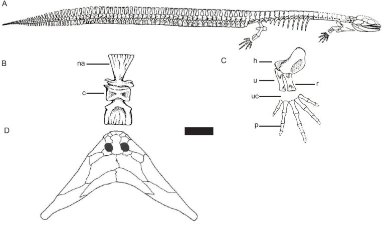 Fossil Focus: The ecology and evolution of the Lepospondyli ...