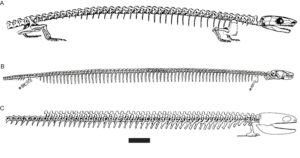 Fossil Focus: The ecology and evolution of the Lepospondyli ...