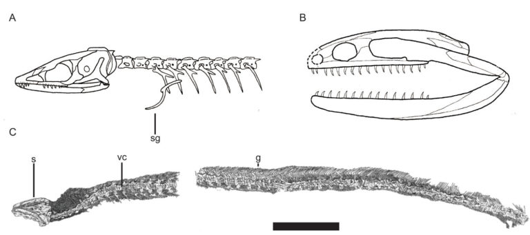 Fossil Focus: The ecology and evolution of the Lepospondyli ...