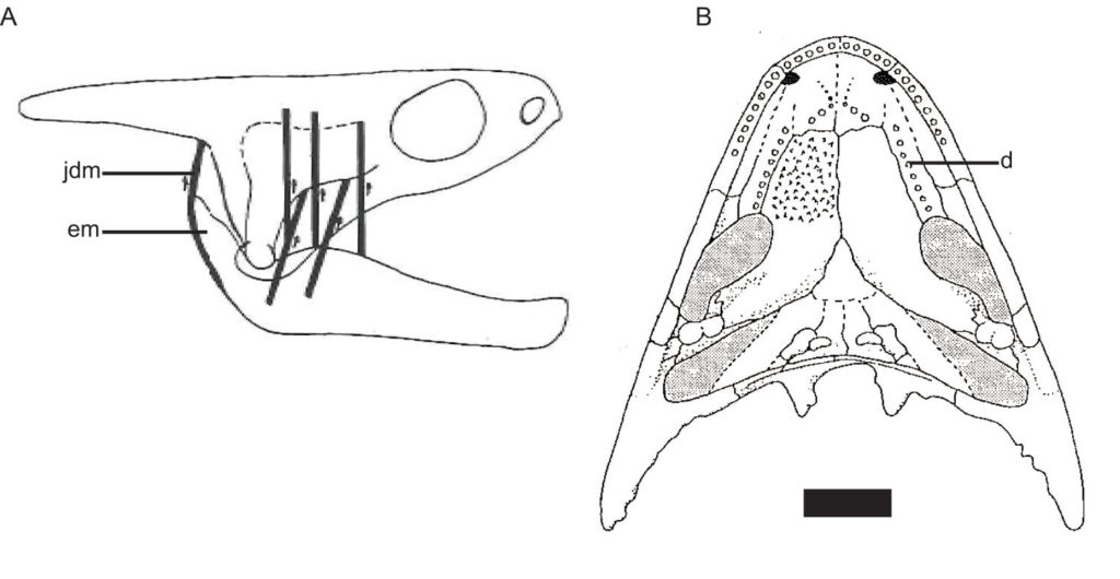 Fossil Focus: The ecology and evolution of the Lepospondyli ...