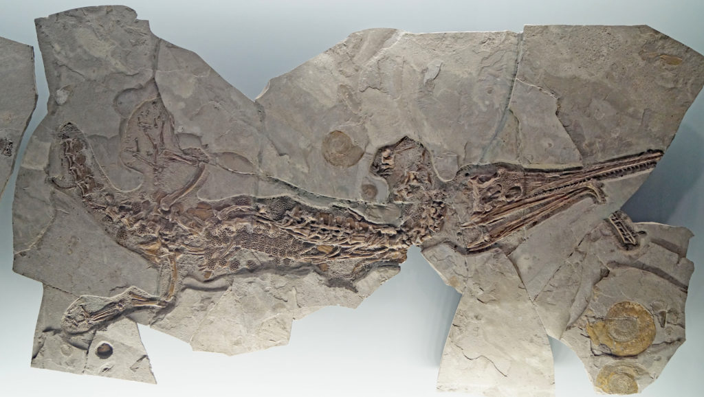 Fossil Focus: Thalattosuchia – PALAEONTOLOGY[online]