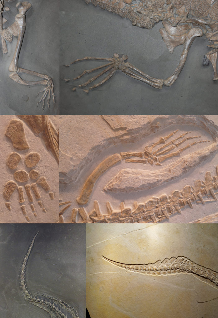 Fossil Focus: Thalattosuchia – PALAEONTOLOGY[online]