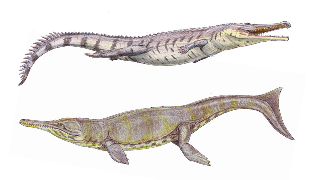 Fossil Focus: Thalattosuchia – PALAEONTOLOGY[online]