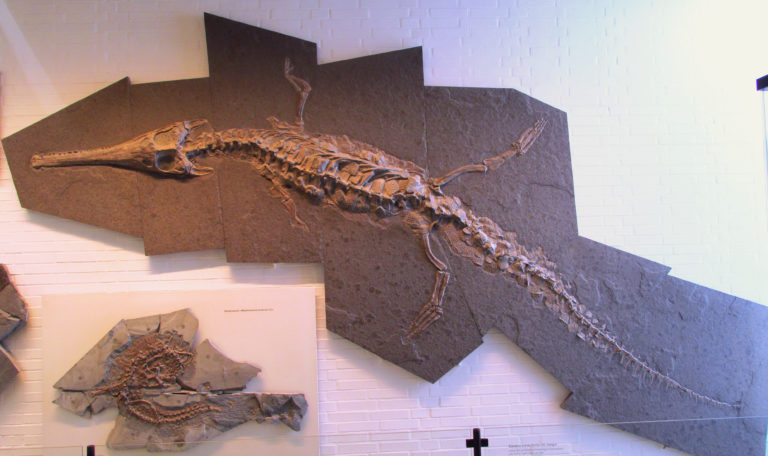 Fossil Focus: Thalattosuchia – PALAEONTOLOGY[online]