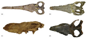 Fossil Focus: Thalattosuchia – PALAEONTOLOGY[online]