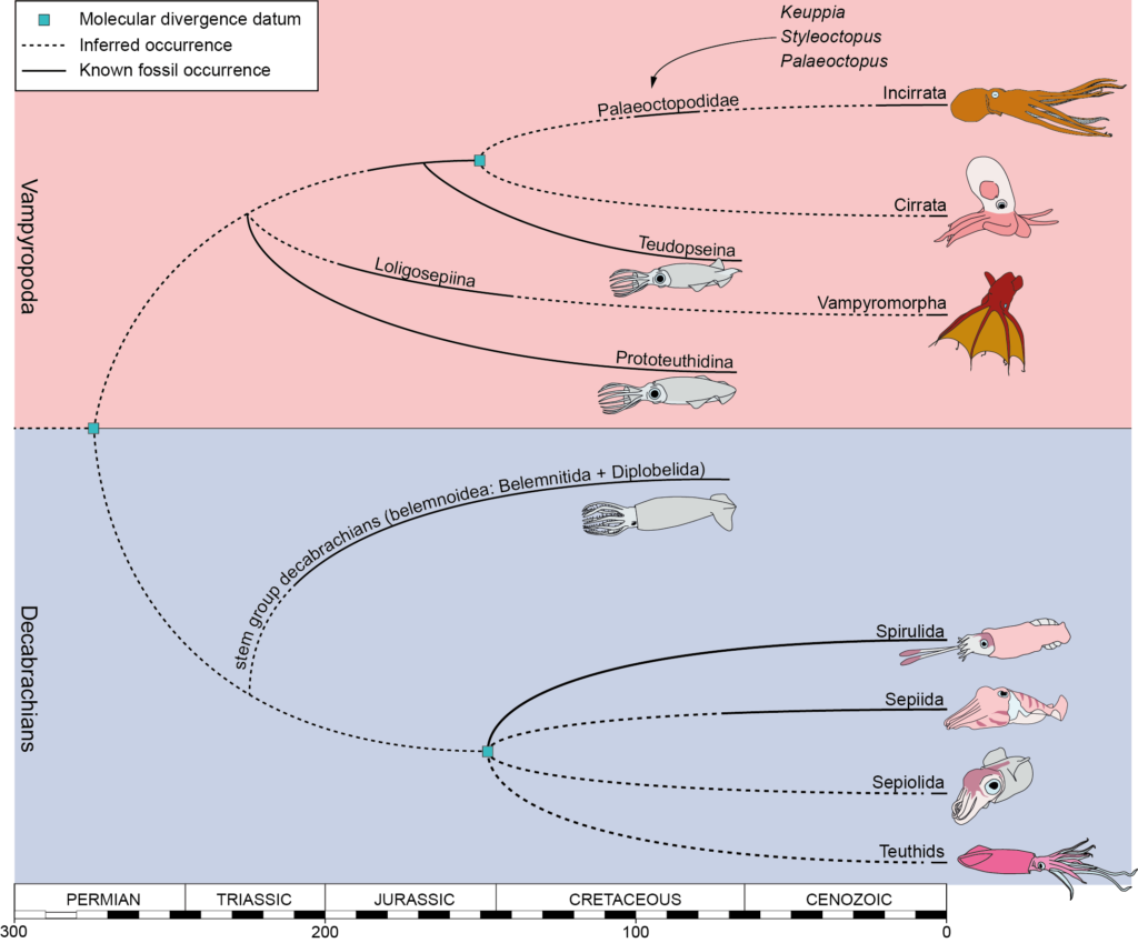 Fossil Focus: Coleoid cephalopods – the squid, cuttlefish and octopus ...