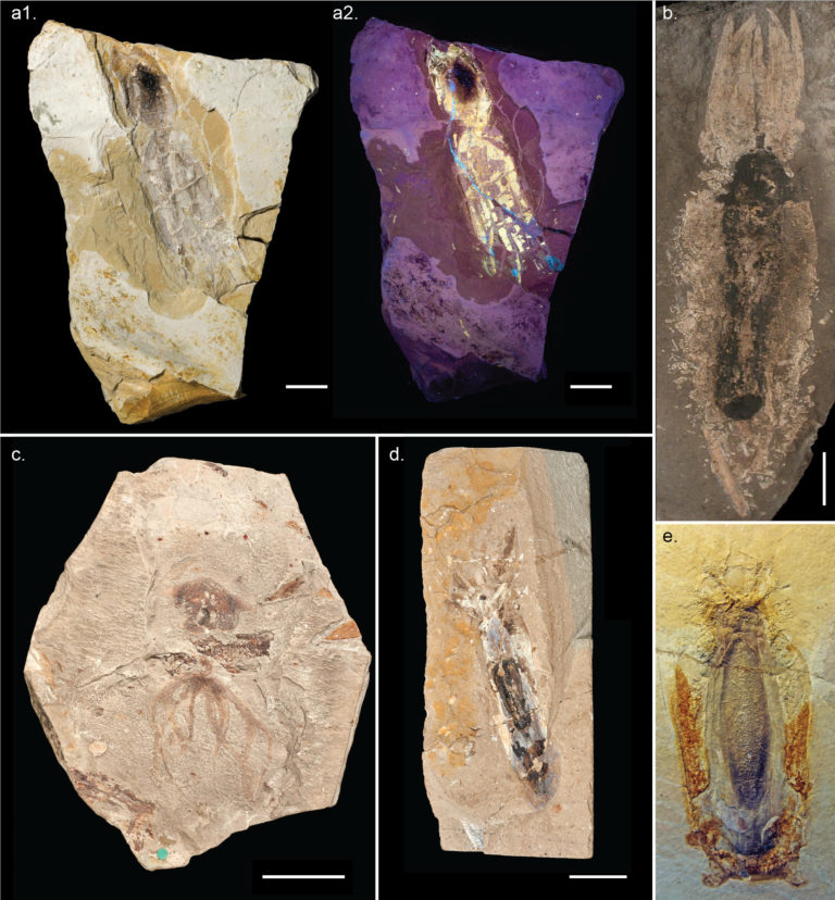 Fossil Focus: Coleoid cephalopods – the squid, cuttlefish and octopus ...