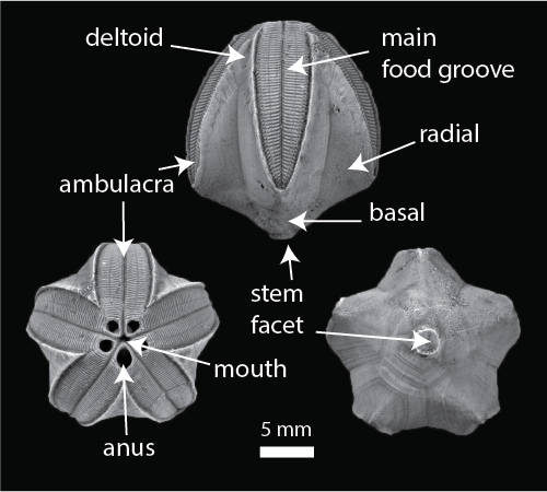 Fossil Focus: Blastoids – PALAEONTOLOGY[online]