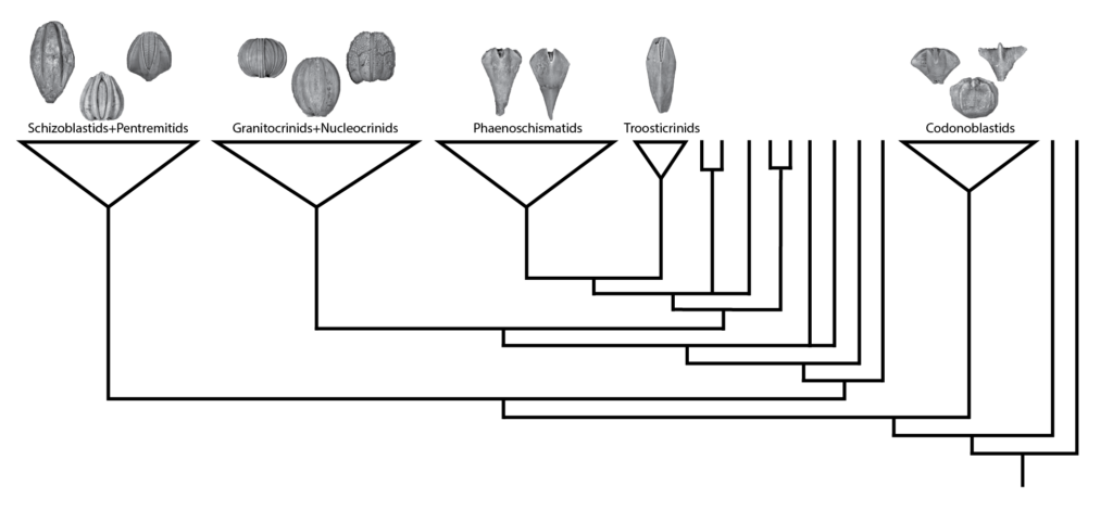 Fossil Focus: Blastoids – PALAEONTOLOGY[online]