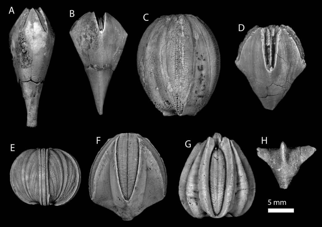 Fossil Focus: Blastoids – PALAEONTOLOGY[online]