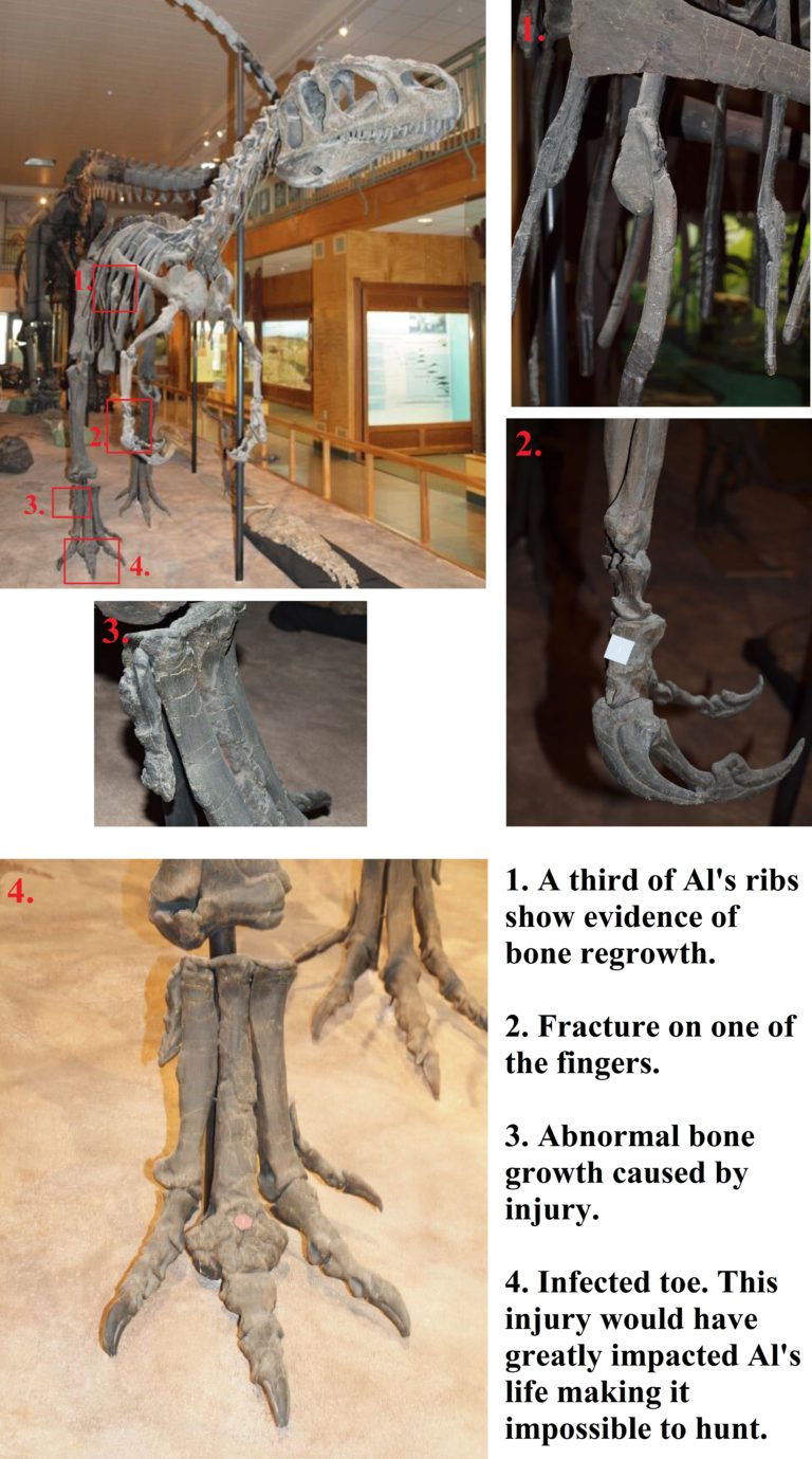 Patterns in Palaeontology: The Real Jurassic Park – PALAEONTOLOGY[online]