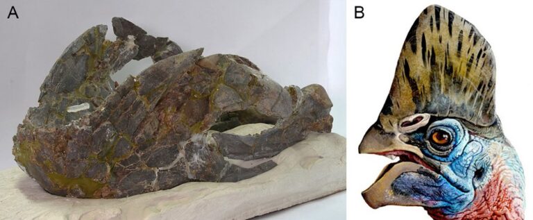 Fossil Focus: Oviraptorosauria – PALAEONTOLOGY[online]