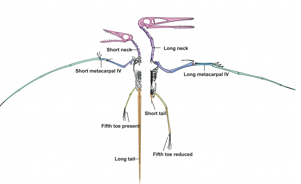 Fossil Focus: Pterosaurs – PALAEONTOLOGY[online]