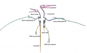 Fossil Focus: Pterosaurs – PALAEONTOLOGY[online]