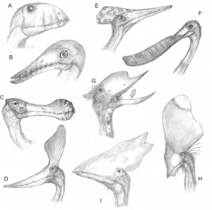 Fossil Focus: Pterosaurs – PALAEONTOLOGY[online]