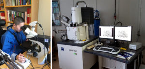 Fossil Focus: Acritarchs – PALAEONTOLOGY[online]