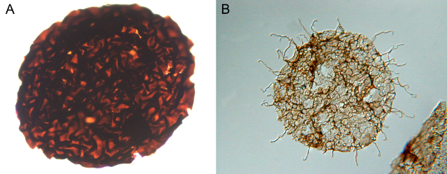 Fossil Focus: Acritarchs – PALAEONTOLOGY[online]